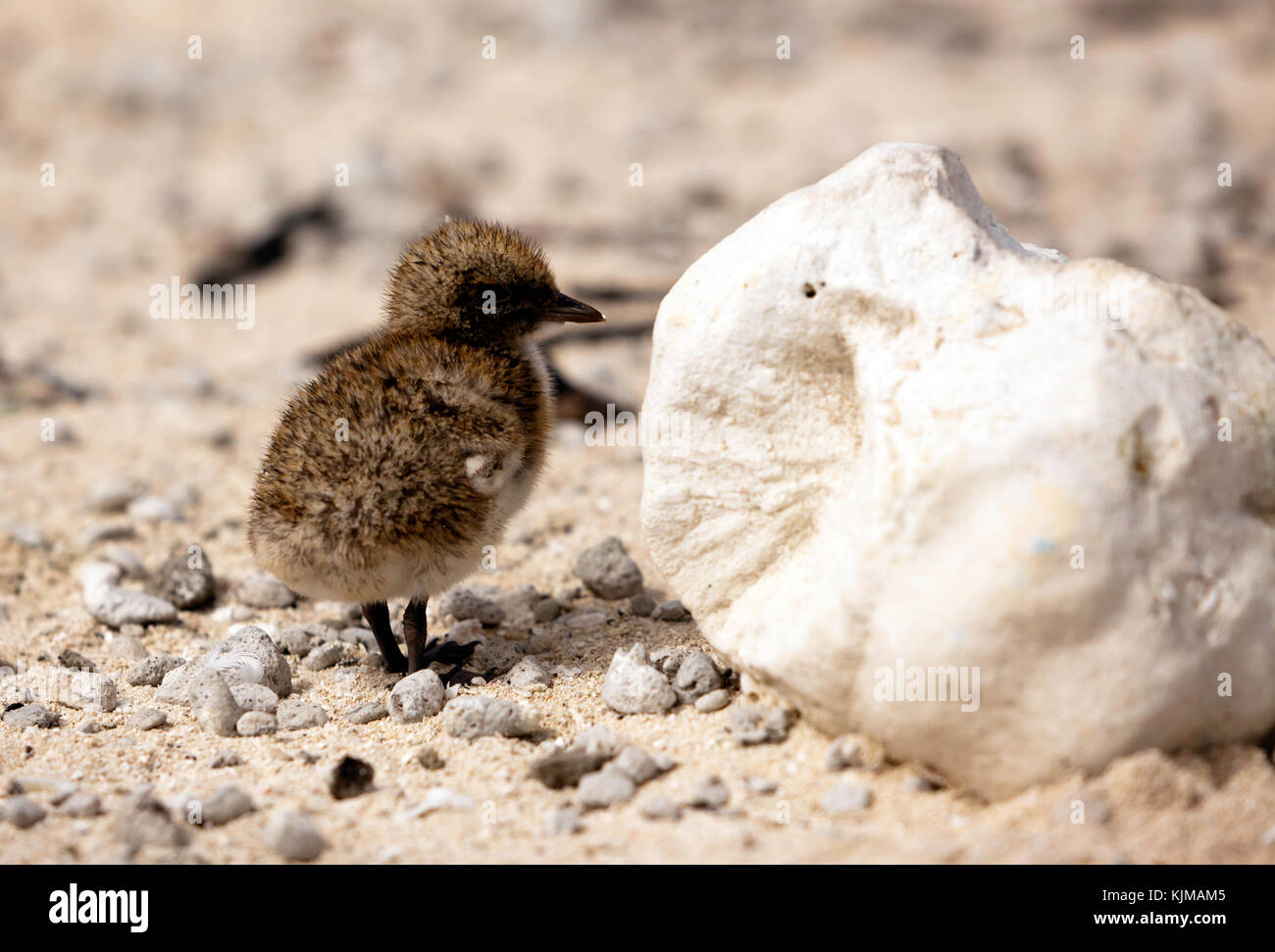 Sooty turn rookery hi-res stock photography and images - Alamy