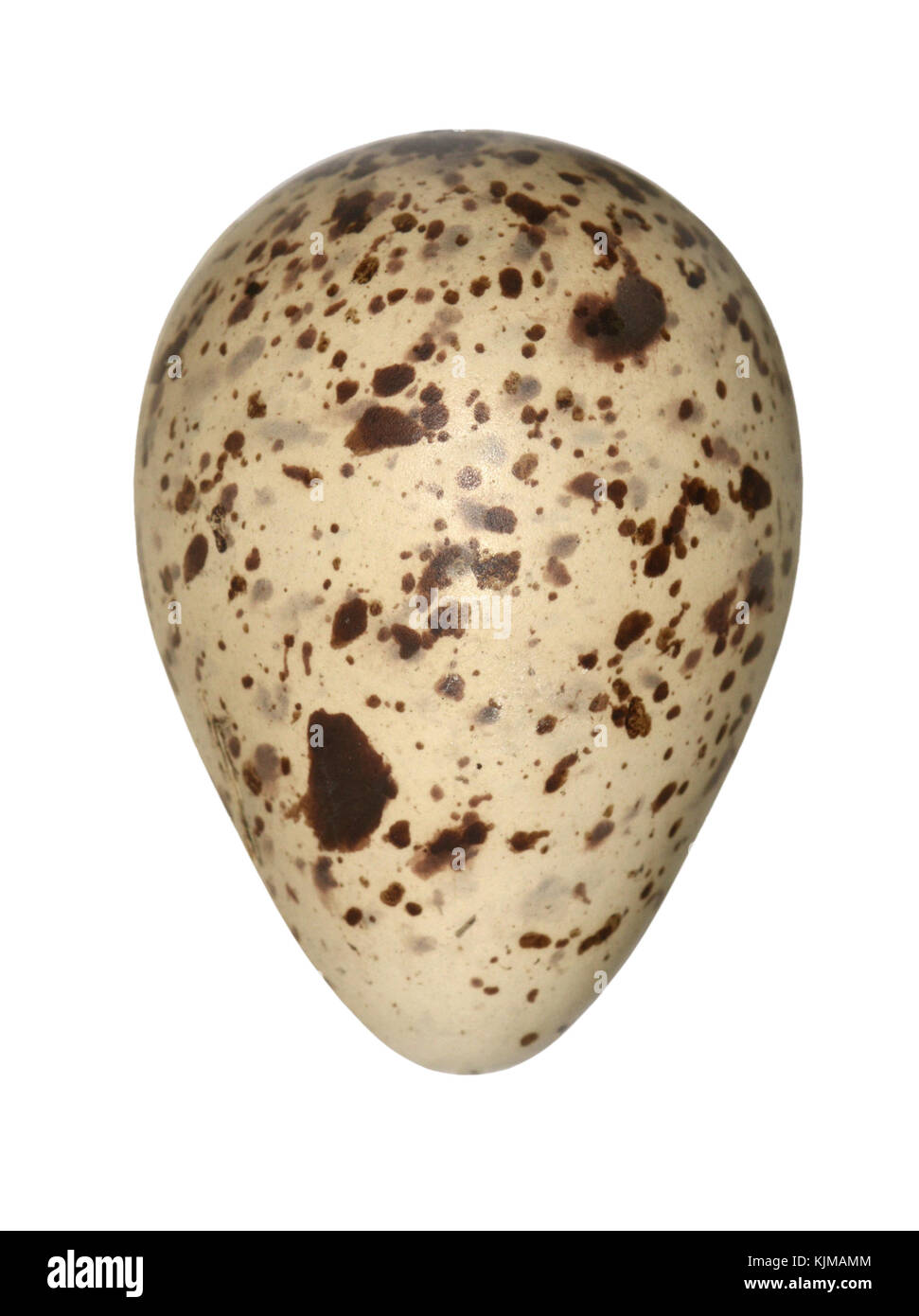 Sandpiper eggs hi-res stock photography and images - Alamy