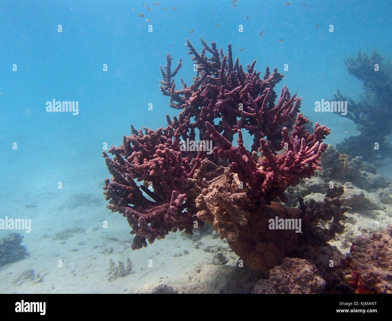 underwater wildlife in the red sea Stock Photo - Alamy