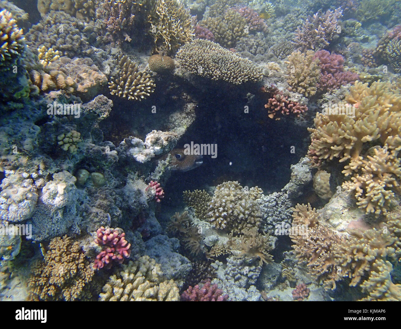 underwater wildlife in the red sea Stock Photo - Alamy