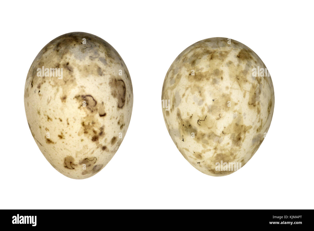 Warbler bird birds Cut Out Stock Images & Pictures - Alamy