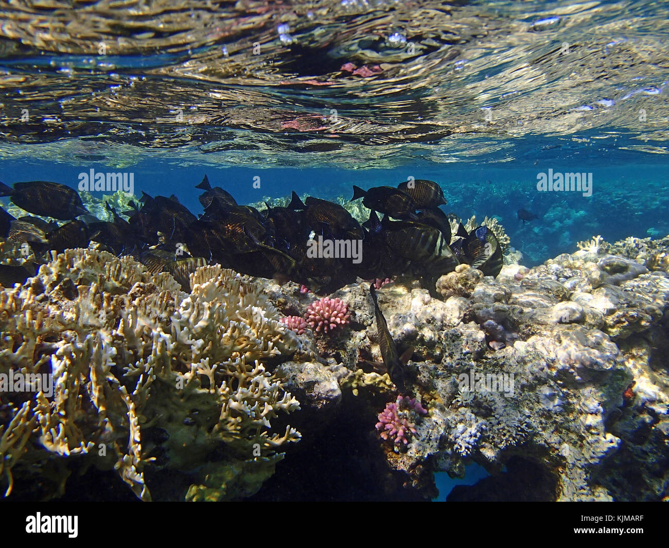 underwater wildlife in the red sea Stock Photo - Alamy