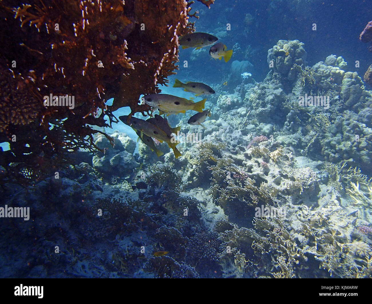 underwater wildlife in the red sea Stock Photo - Alamy