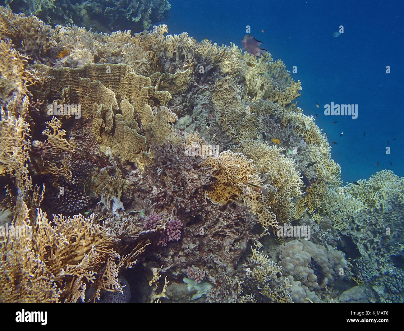 underwater wildlife in the red sea Stock Photo - Alamy