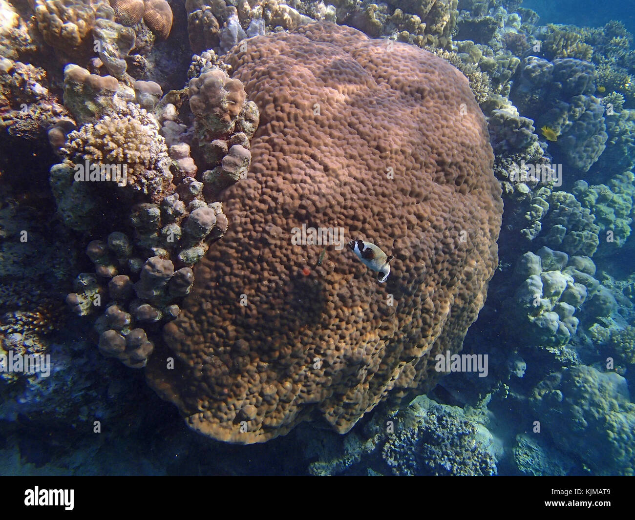 underwater wildlife in the red sea Stock Photo - Alamy