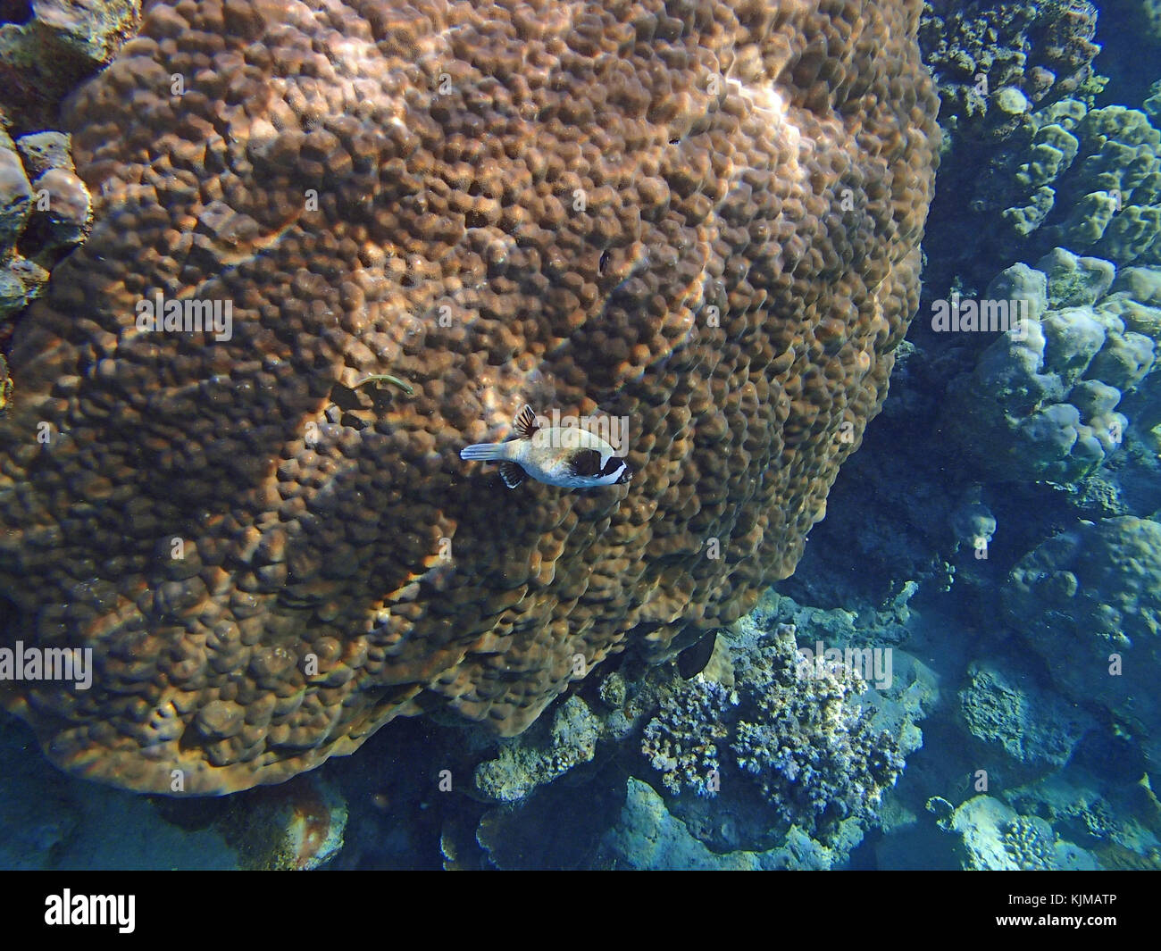 underwater wildlife in the red sea Stock Photo - Alamy