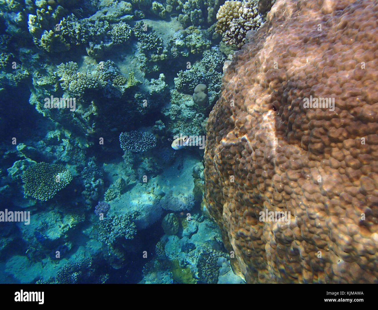 underwater wildlife in the red sea Stock Photo - Alamy