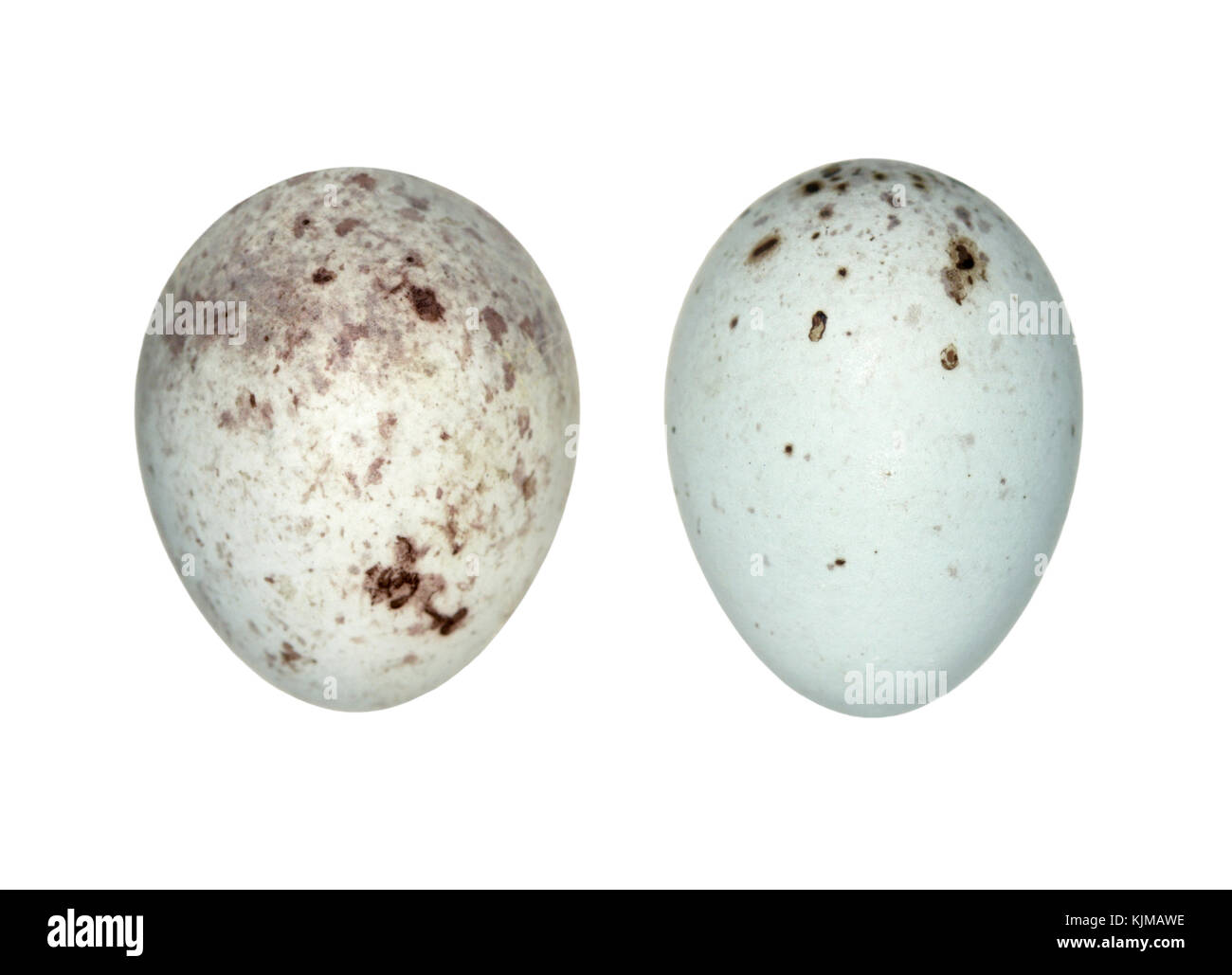 Flammea Cut Out Stock Images & Pictures - Alamy