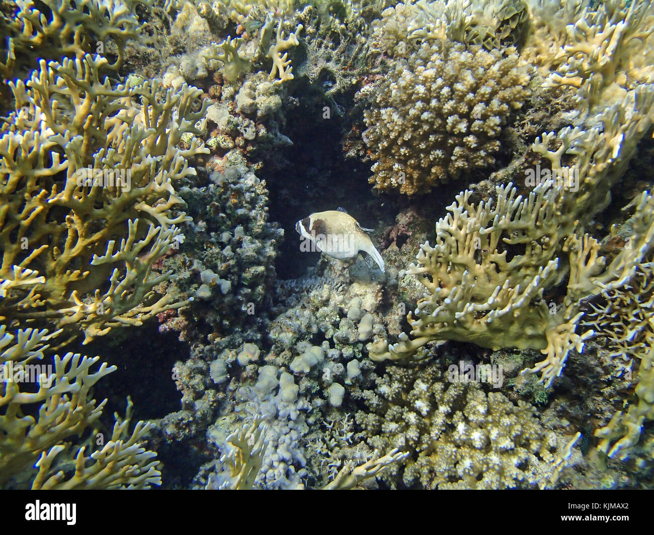 underwater wildlife in the red sea Stock Photo - Alamy