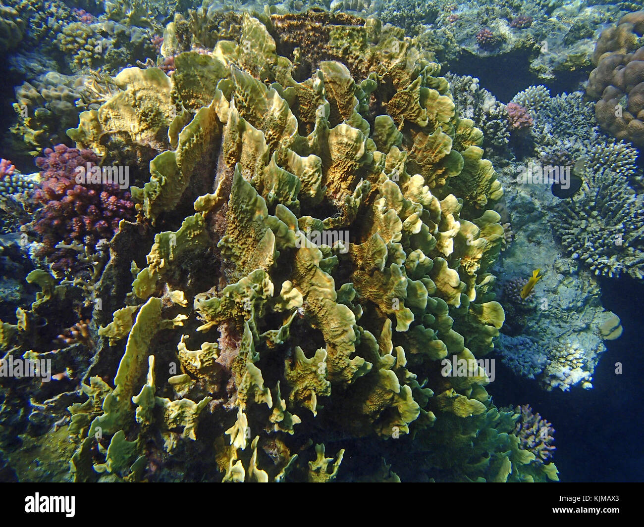 underwater wildlife in the red sea Stock Photo - Alamy