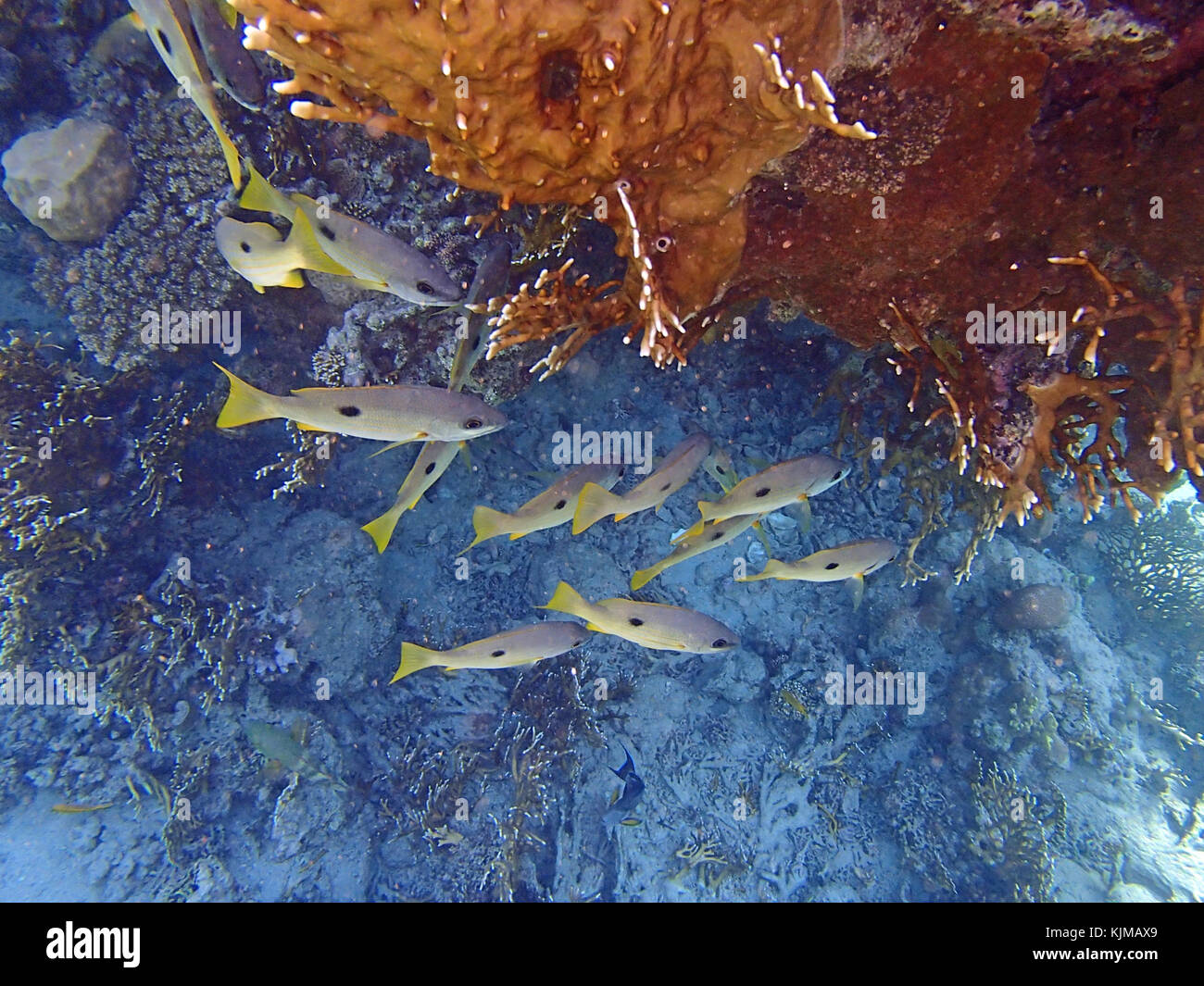 underwater wildlife in the red sea Stock Photo - Alamy