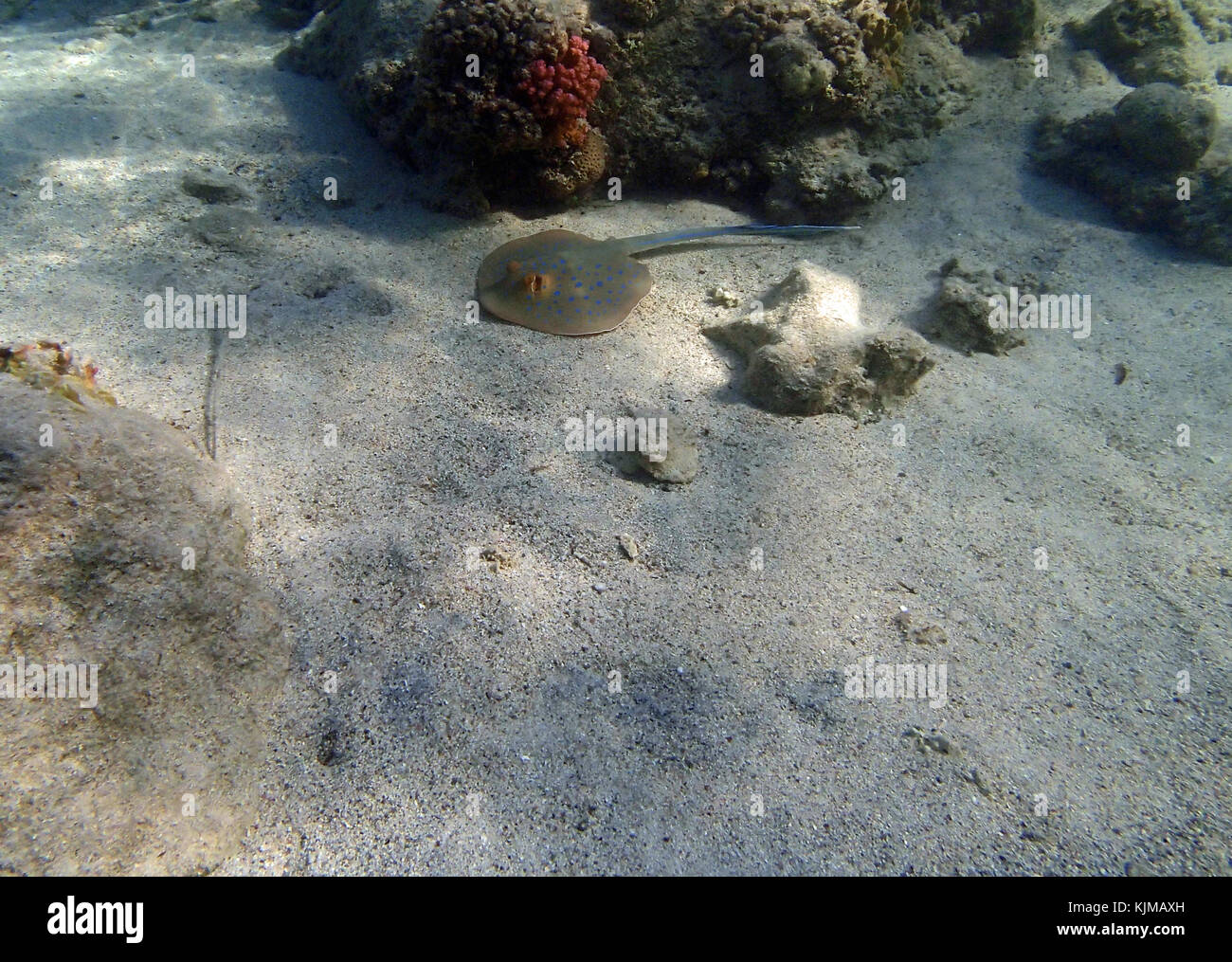 underwater wildlife in the red sea Stock Photo - Alamy