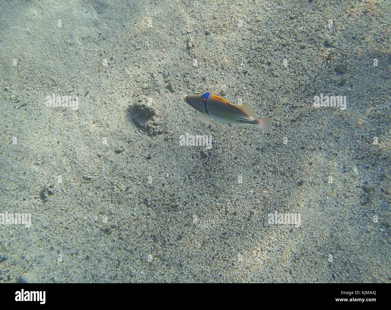 underwater wildlife in the red sea Stock Photo - Alamy