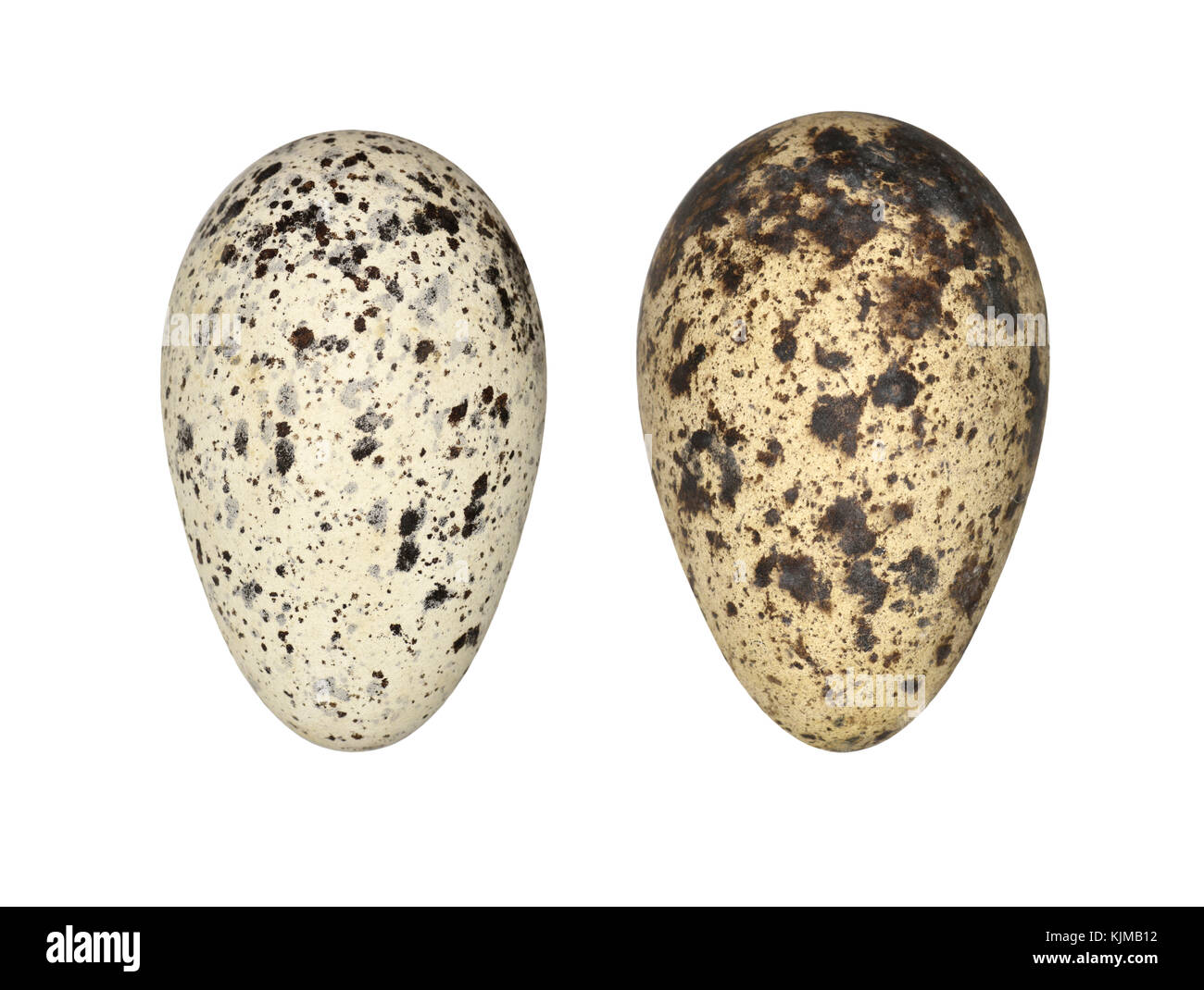 Razorbill And Egg High Resolution Stock Photography and Images - Alamy