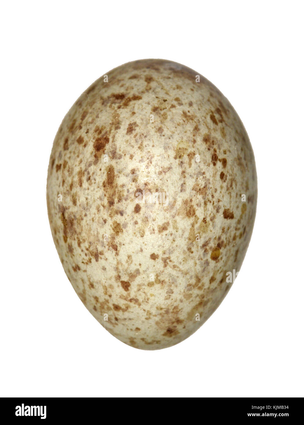 Song thrush eggs hi-res stock photography and images - Alamy