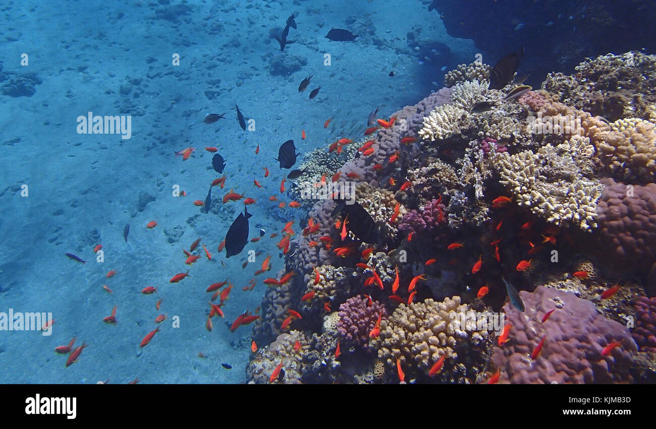 underwater wildlife in the red sea Stock Photo - Alamy