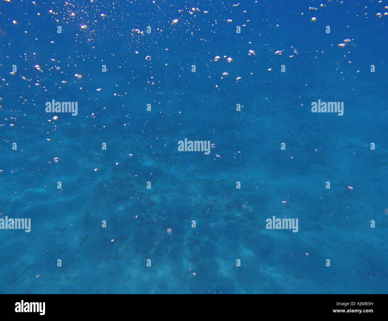 underwater wildlife in the red sea Stock Photo - Alamy