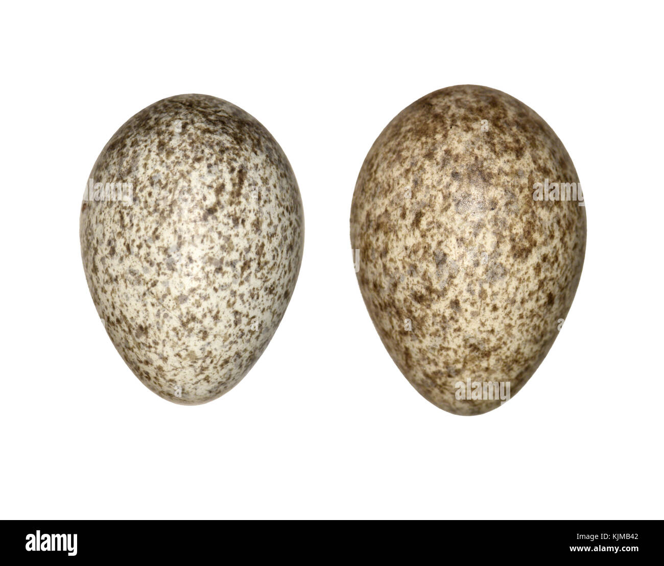 Anthus petrosus petrosus hi-res stock photography and images - Alamy