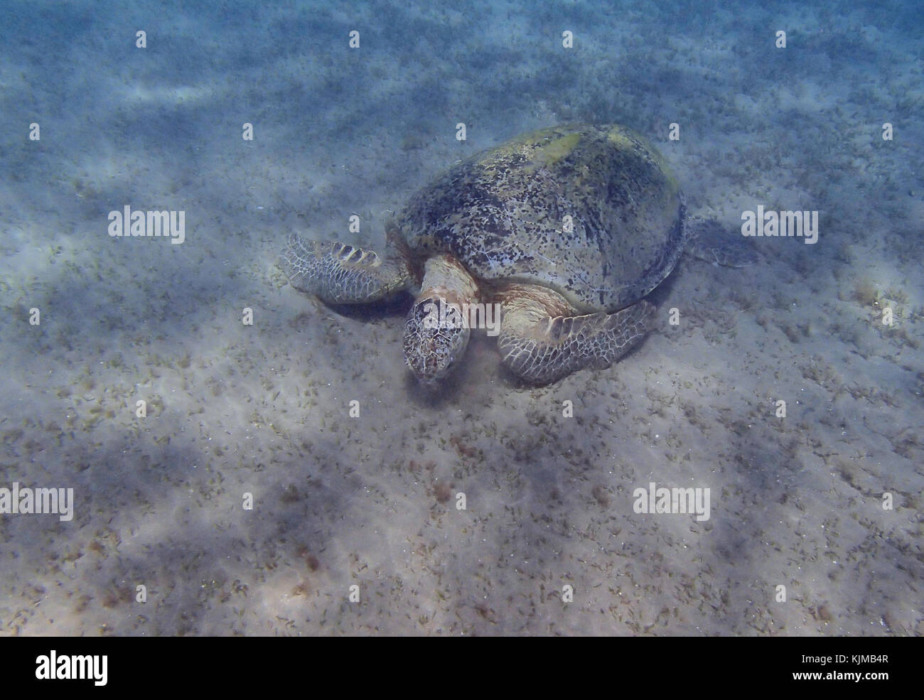 turtle in the red sea Stock Photo - Alamy