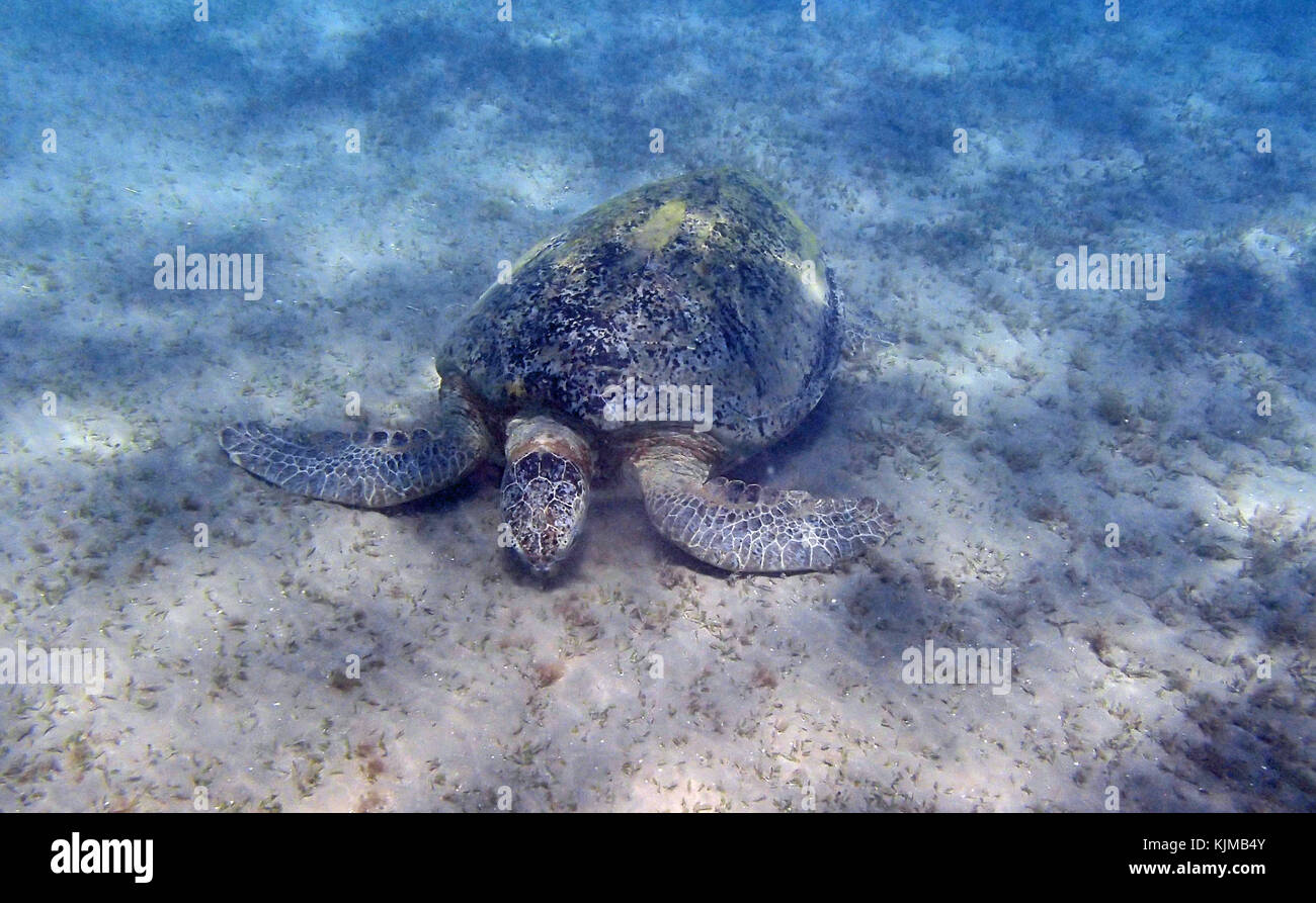 turtle in the red sea Stock Photo - Alamy