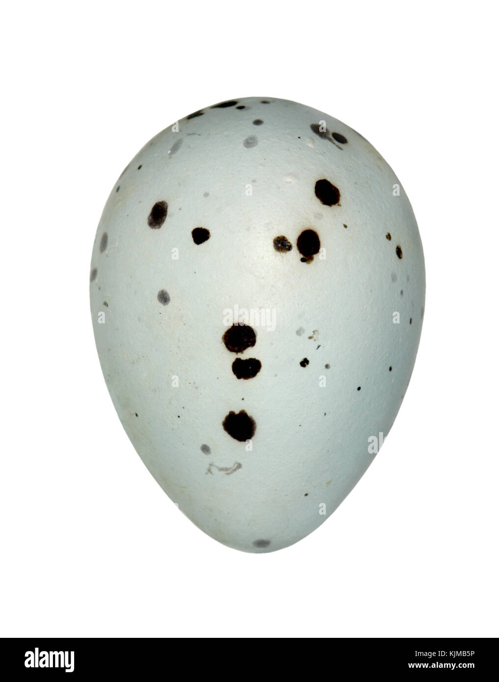 Song thrush egg hi-res stock photography and images - Alamy