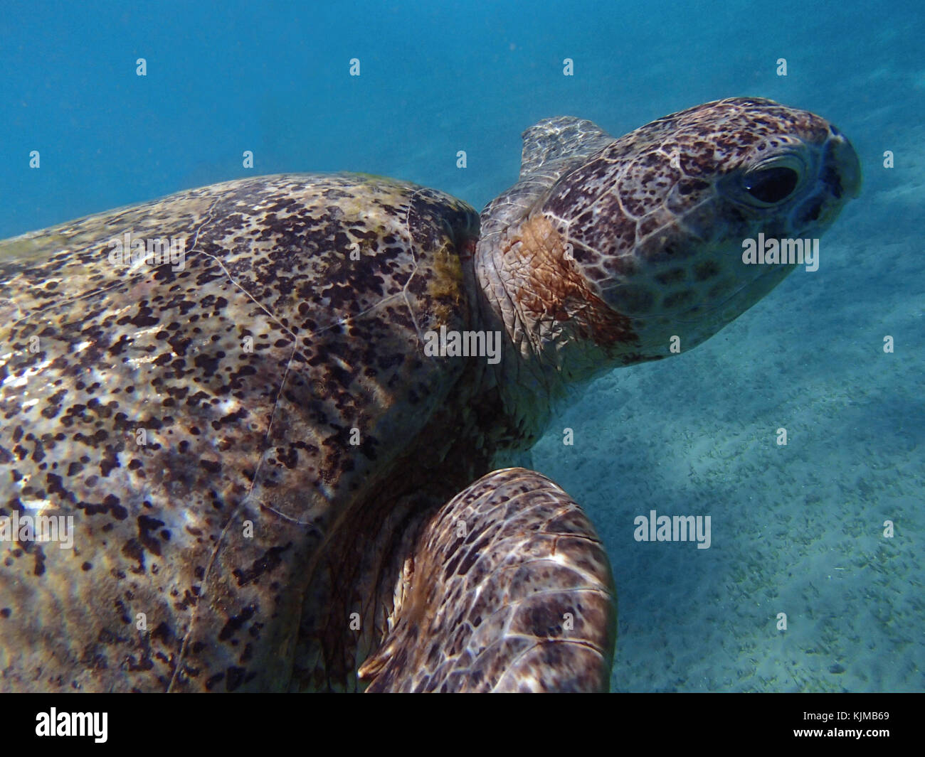 turtle in the red sea Stock Photo - Alamy