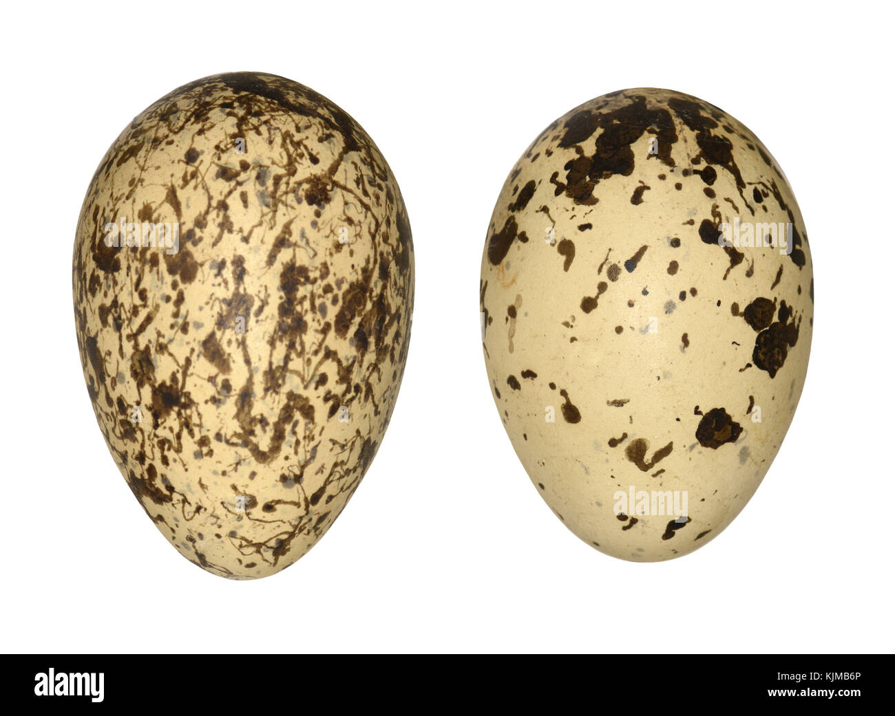 Stone curlew eggs hi-res stock photography and images - Alamy