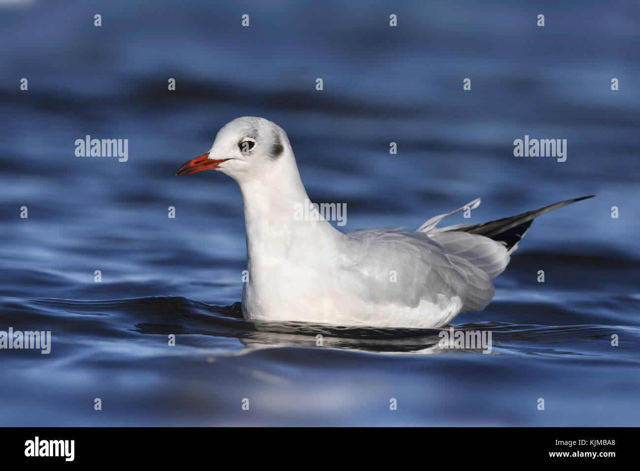 Black-headed Gull - Larus ridibundus Stock Photo - Alamy