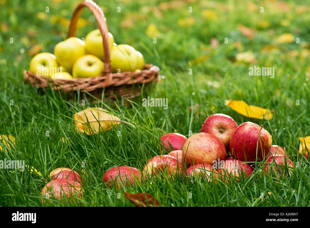Red Apples in the Grass in the Garden Stock Photo - Alamy
