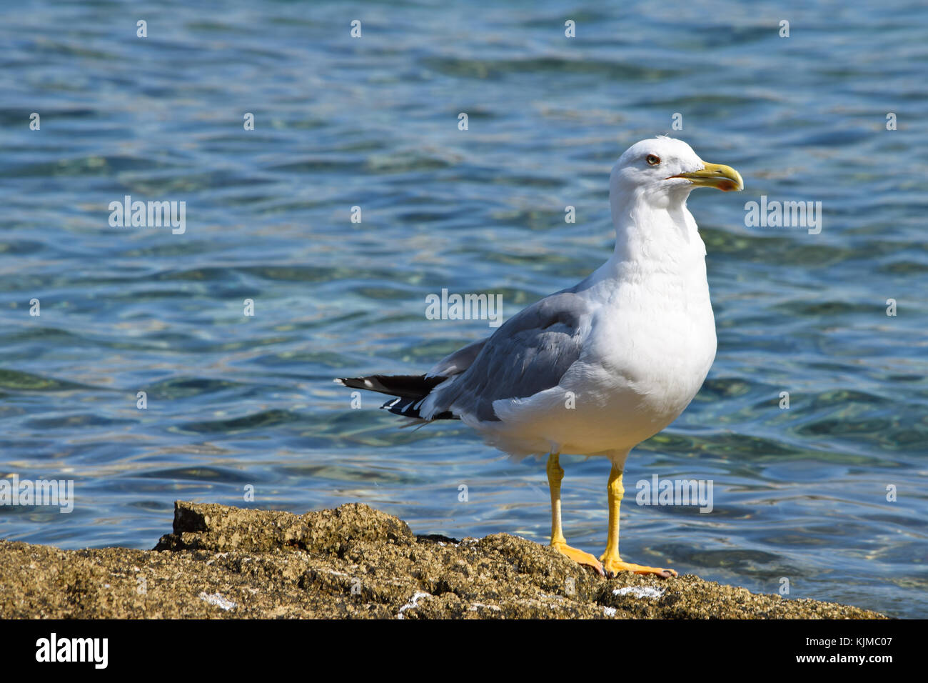Gull detail hi-res stock photography and images - Alamy