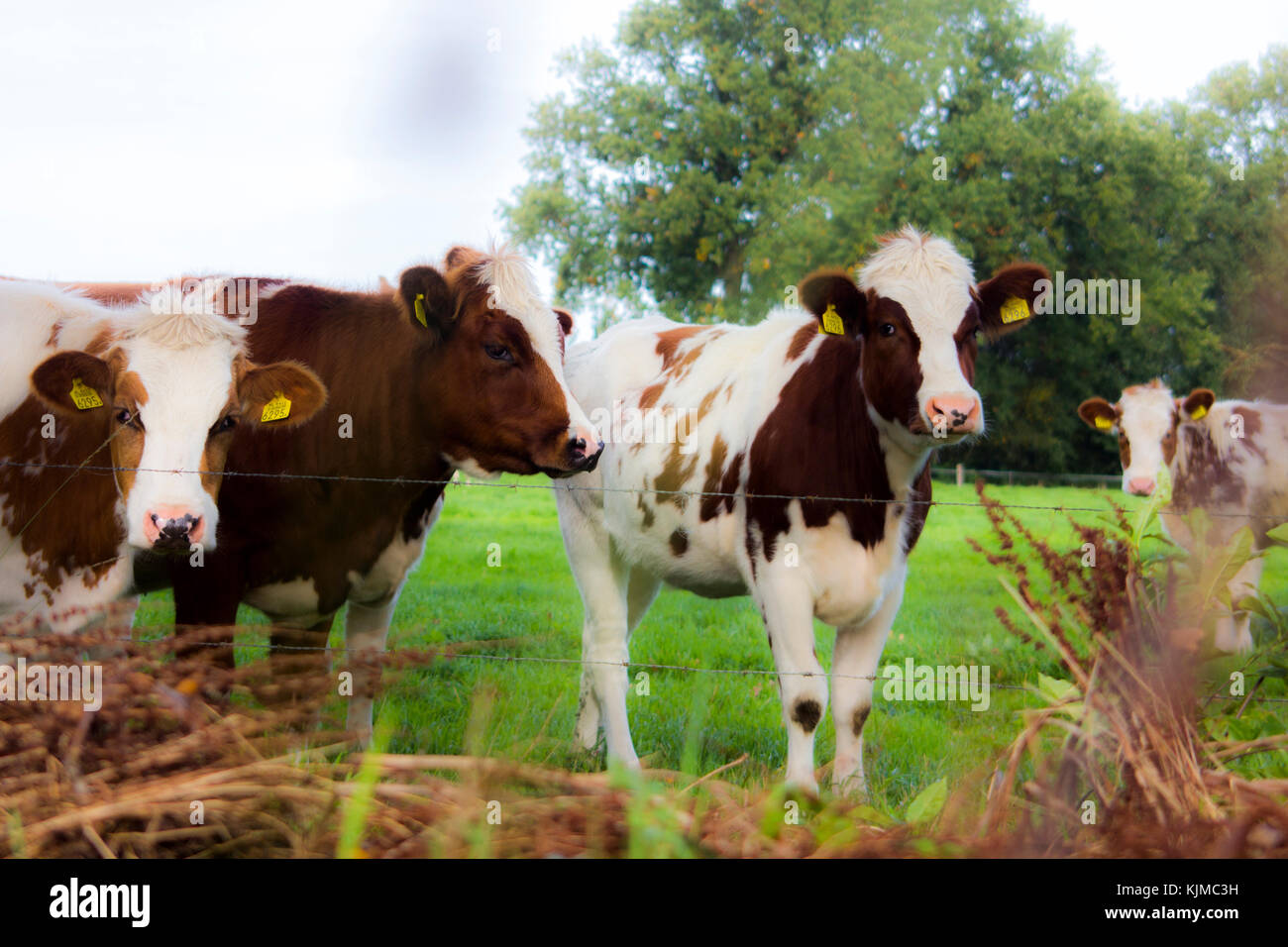 On a beautiful Sunday morning were these cows curious to watch me Stock ...