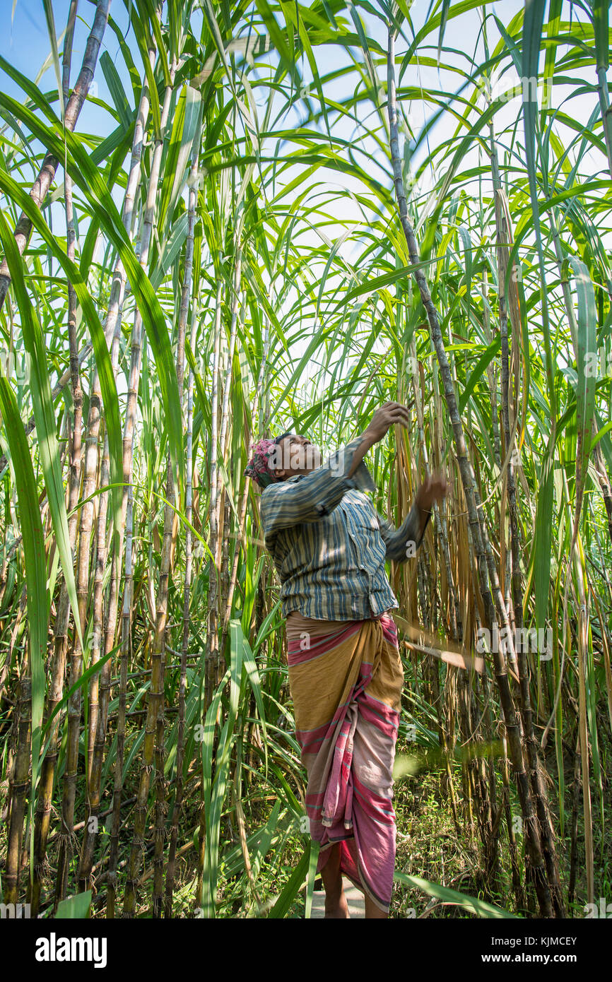 In Bangladesh sugarcane is grown in about 0.38 million acres of land ...