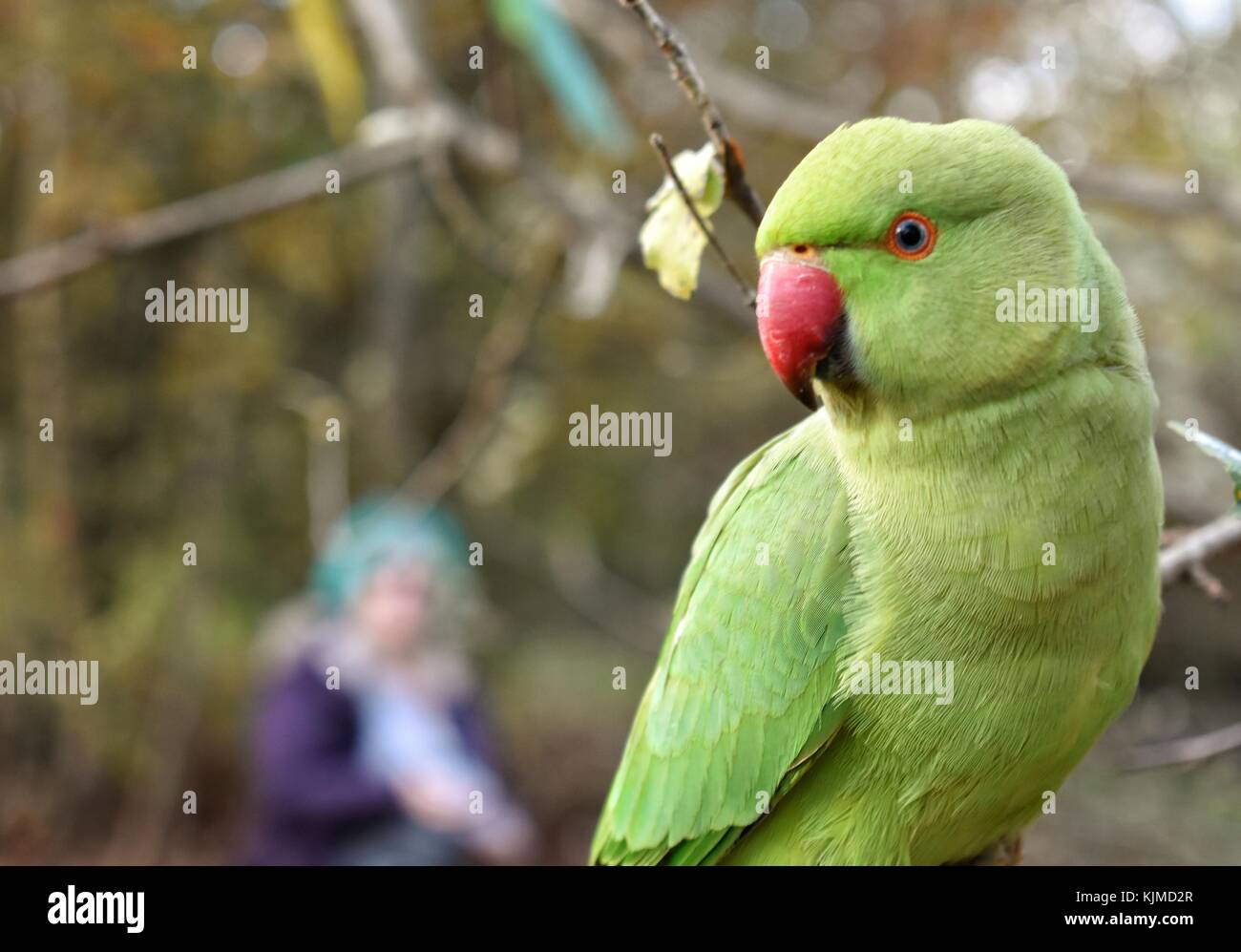 Bird eating another bird hi-res stock photography and images - Alamy