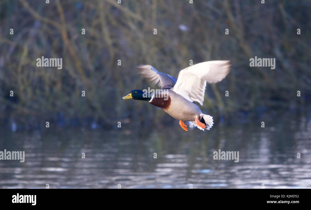 A male mallard flies in to land on the pond at New Mills Nature Reserve ...