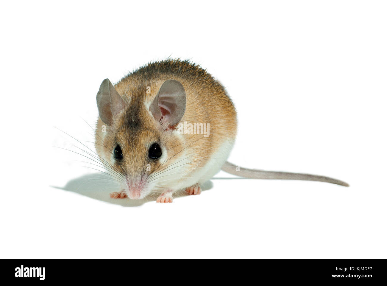 light yellow spiny mouse with white belly on a white background looks ...