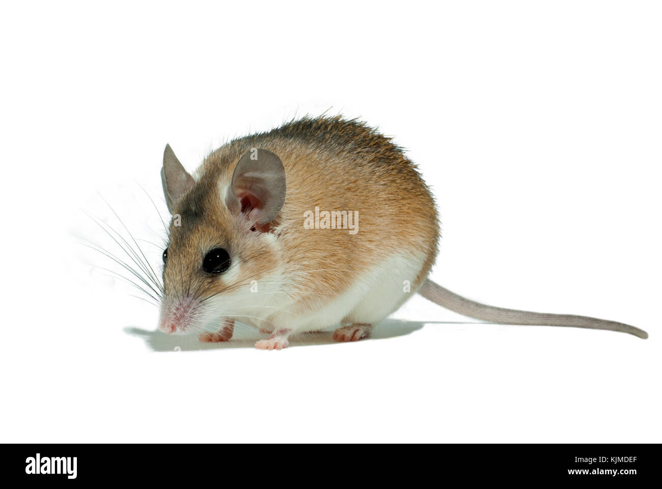light yellow spiny mouse with white belly on a white background sits ...
