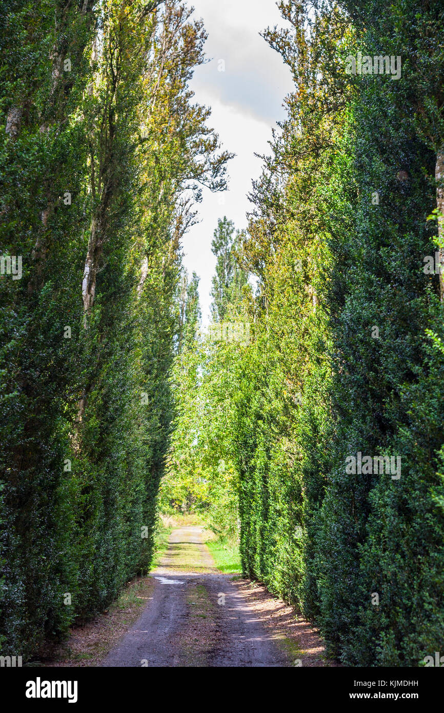 Very tall hedge hi-res stock photography and images - Alamy