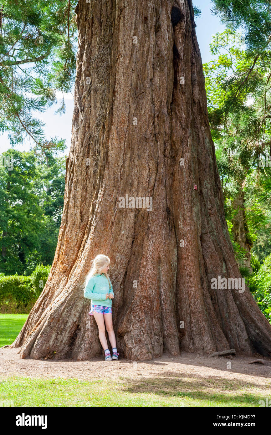 Child kid blonde girl hugging a Giant Sequoia tree in the grounds of ...