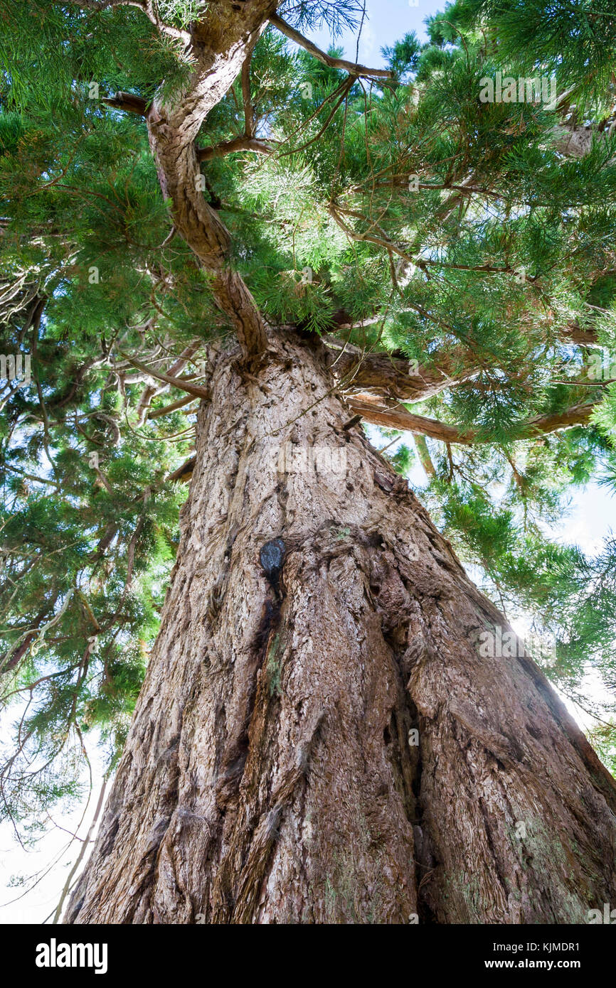 Ground view up to the blue sky of a giant sequoia tree on a bright ...