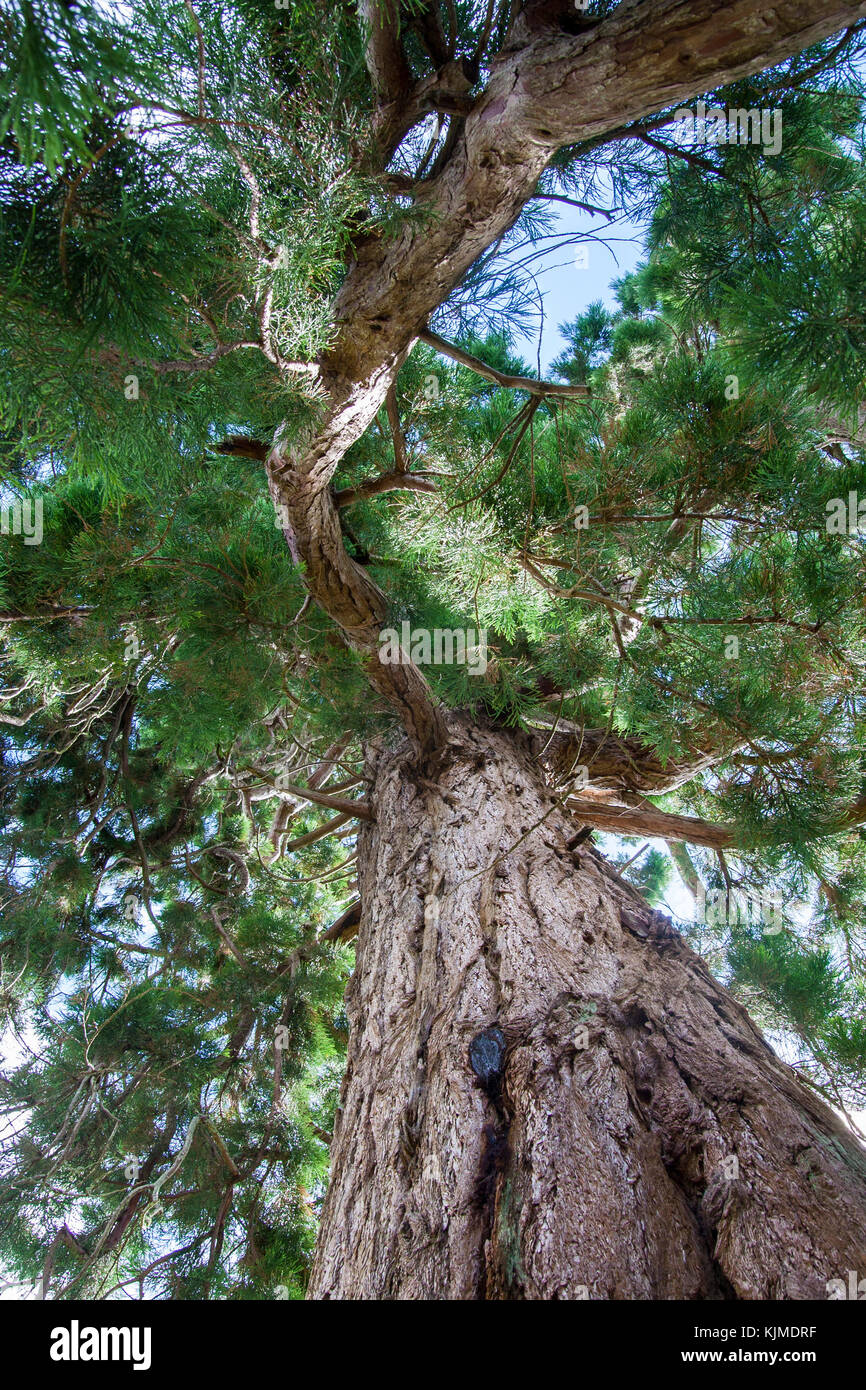 Ground view up to the blue sky of a giant sequoia tree on a bright ...