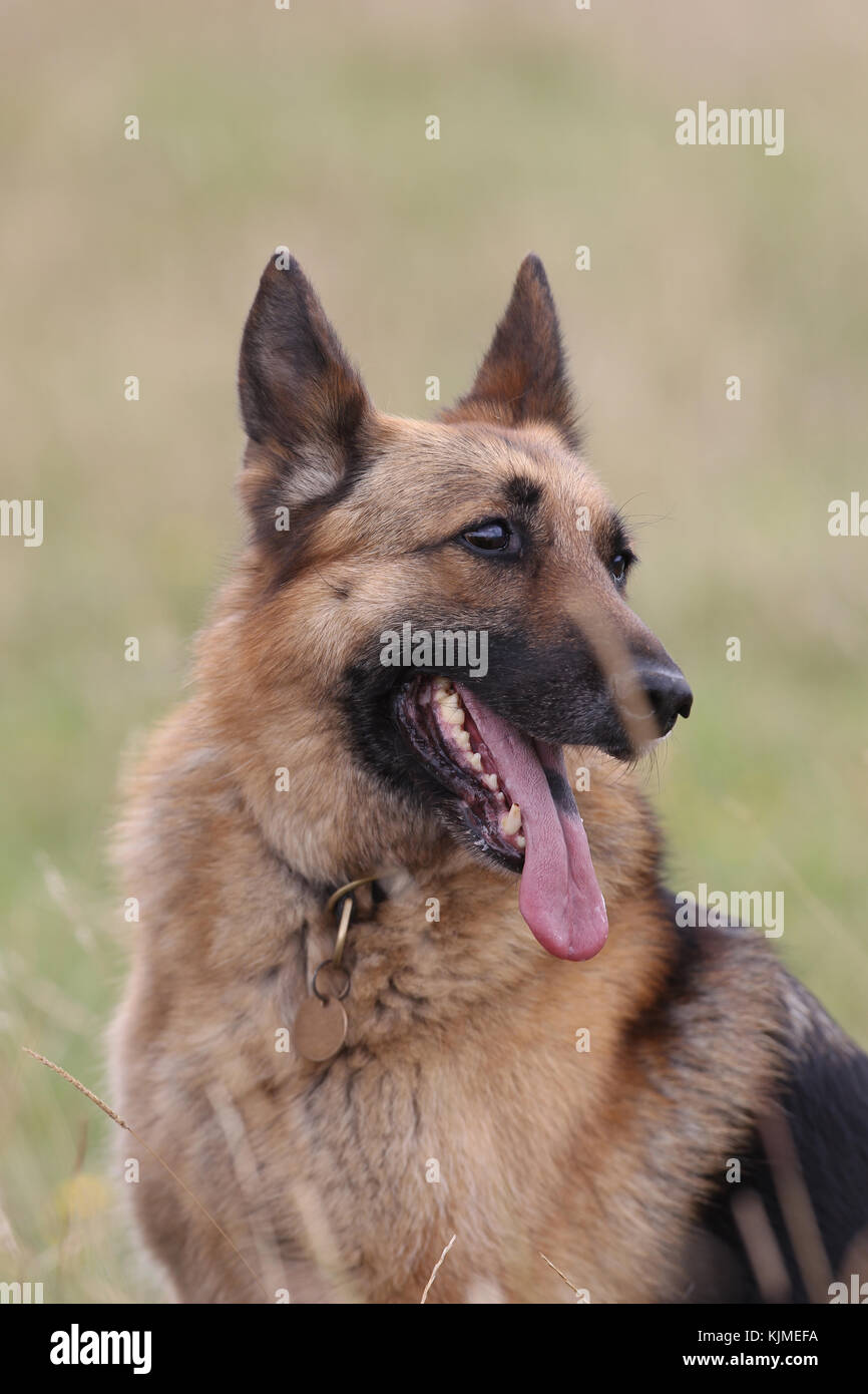 German shepherd dog head hi-res stock photography and images - Alamy