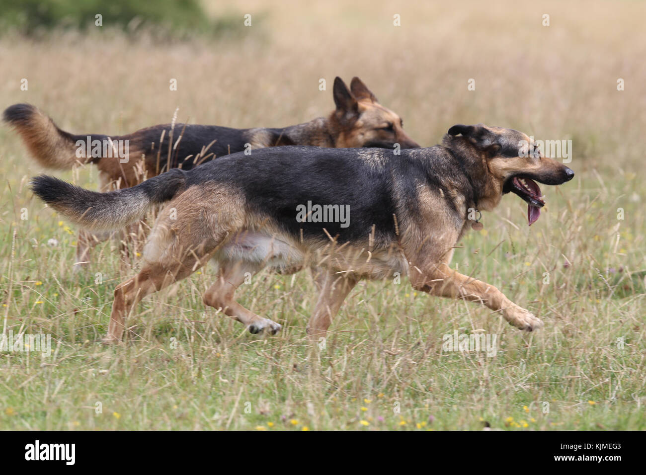 Trotting long grass hi-res stock photography and images - Alamy