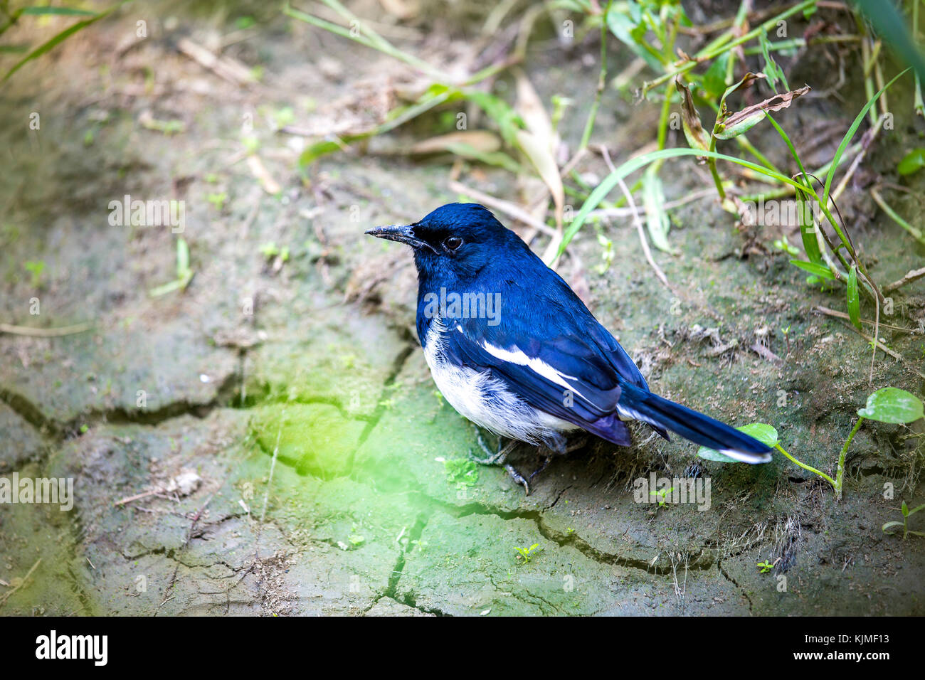 Oriental Magpie Robin on sugarcane field forest at Manikgonj, Dhaka ...