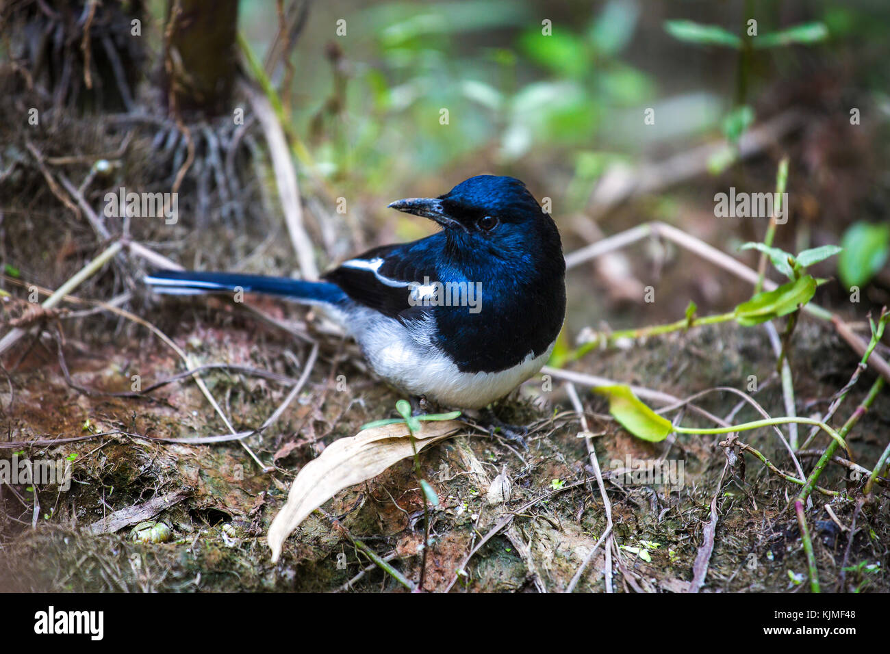 Oriental Magpie Robin on sugarcane field forest at Manikgonj, Dhaka ...