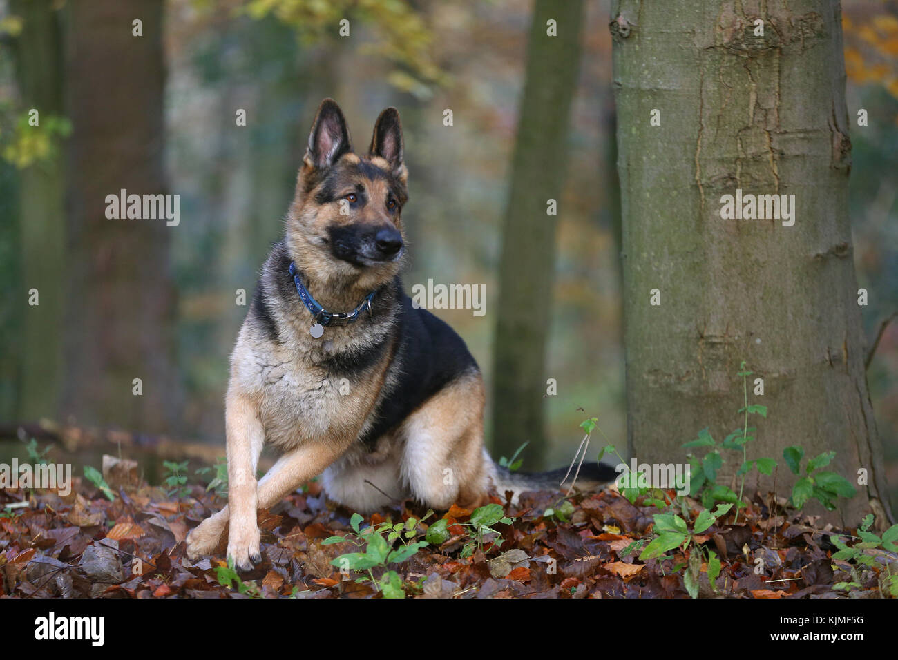 Dog in autumn hi-res stock photography and images - Alamy