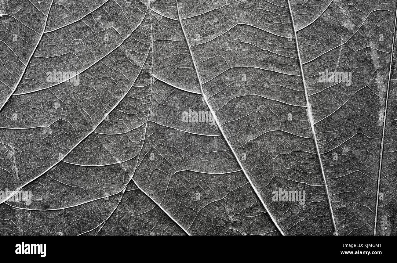 Extreme close up picture of old compressed leaves with visible veins ...