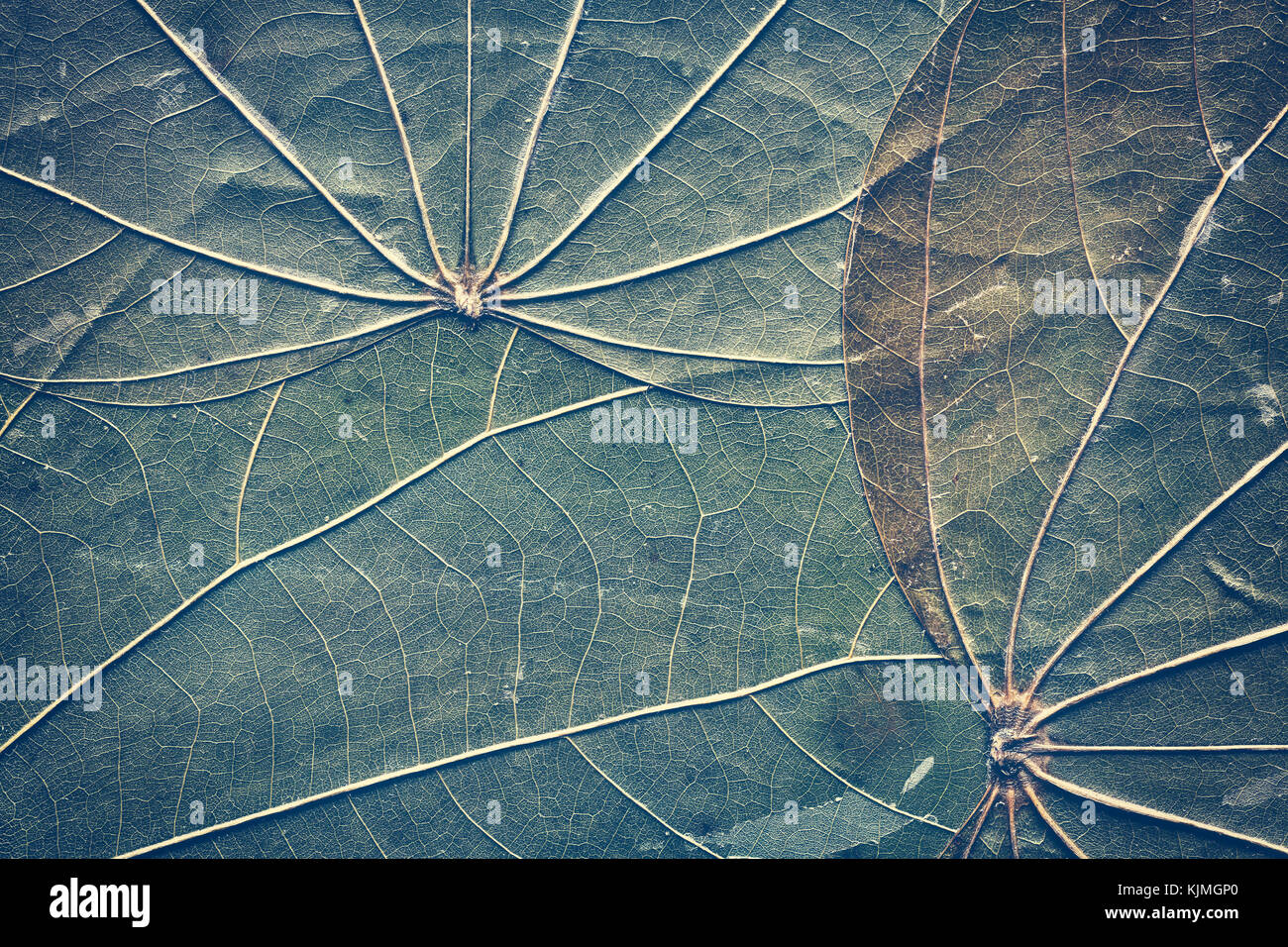 Extreme close up picture of old compressed leaves with visible veins ...