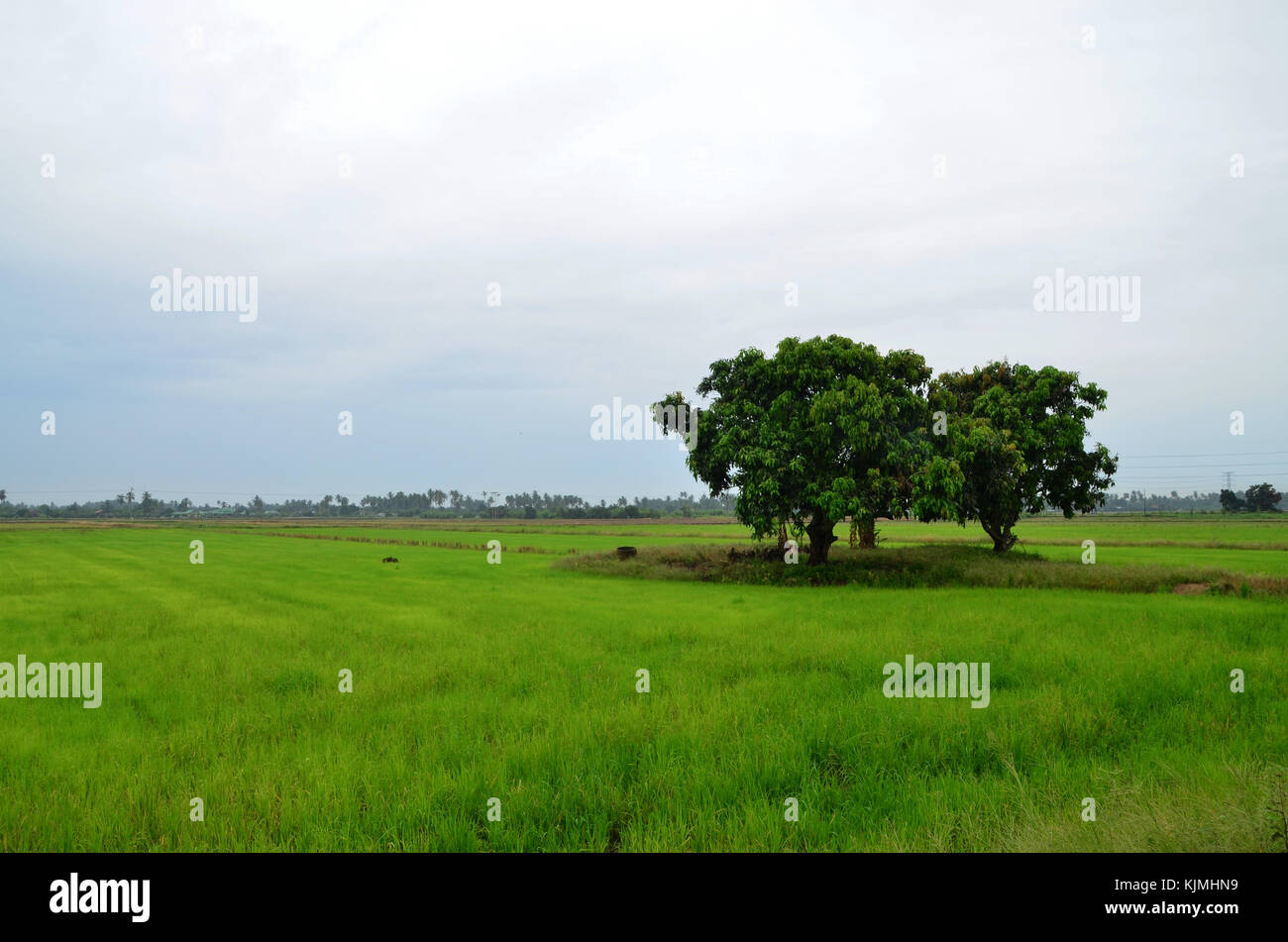 Tree alone in paddy field hi-res stock photography and images - Alamy