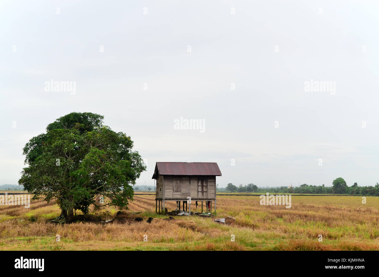 farmer's hpuse in the paddy field. beautiful view of paddy field with ...