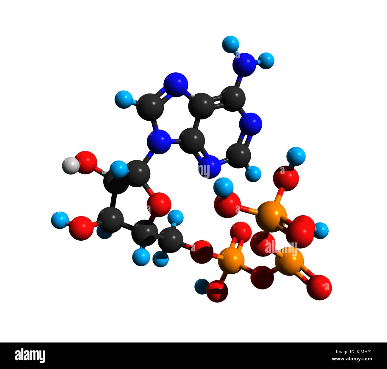 Atp Molecule Stock Photos & Atp Molecule Stock Images - Alamy
